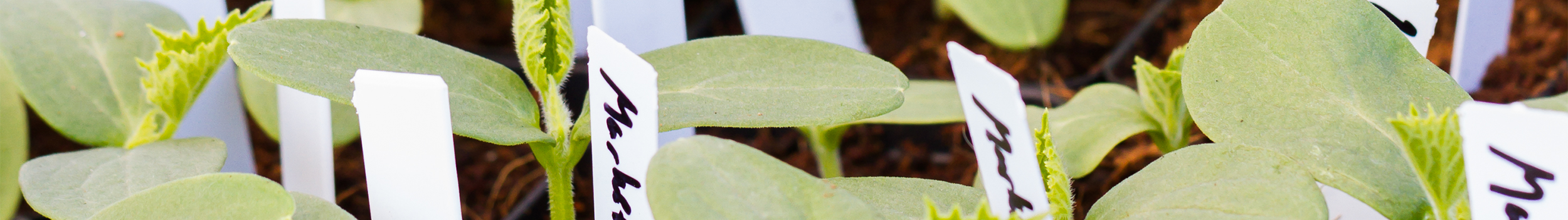 Plant Labels for Gardens & Nurseries - Weatherproof & Easy to Use ...